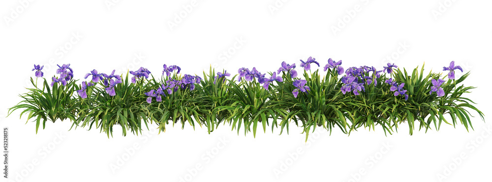 Photo & Art Print Shrubs and flower on a transparent background, jomphon