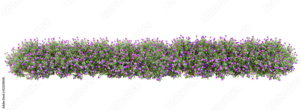 Shrubs and flower on a transparent background Stock Illustration ...