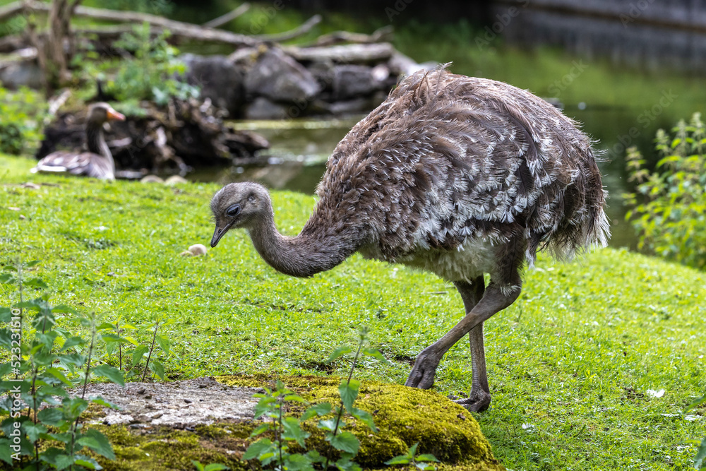 Darwin's rhea, Rhea pennata also known as the lesser rhea. Stock Photo ...