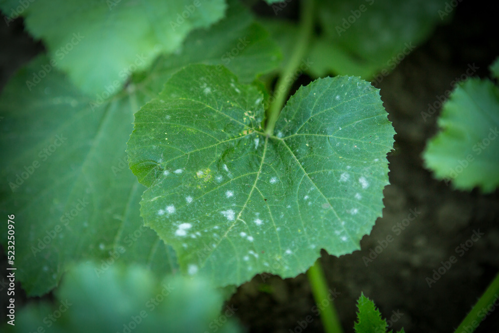 A zucchini leaf affected by the disease, with white spots. Fungal or ...