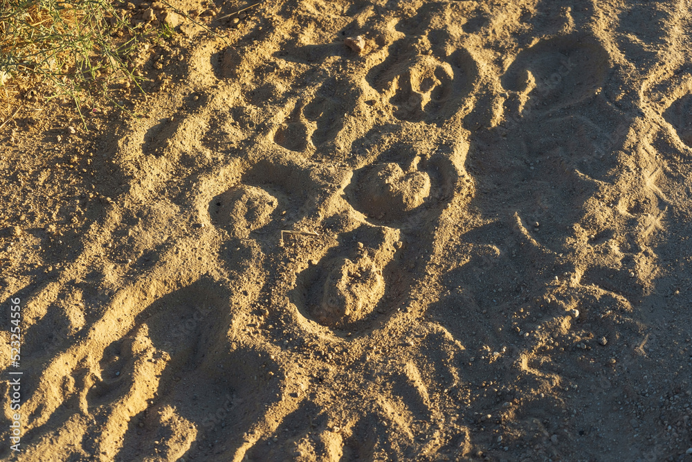 footprints of horses in cappadocia. horse trail for tourists in ...