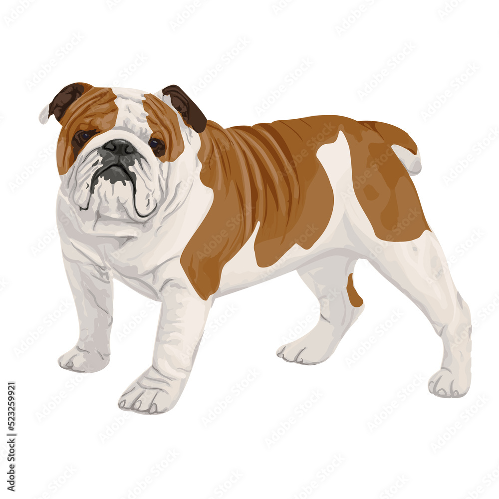 Bulldog clipart. Dog color illustration on transparent background Stock ...