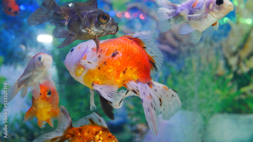 goldfish swimming in the aquarium with clear water, looks very ...