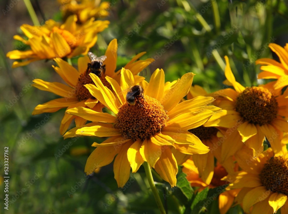 yellow flowers of rudbekia plant in the garden Stock Photo | Adobe Stock