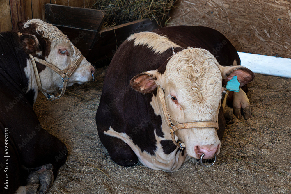 Cattle breeding. A cow and her calf are standing in a cage. Bulls in a ...