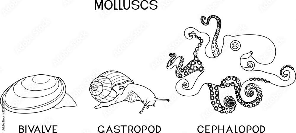 Coloring page with three types of molluscs: cephalopod, gastropod ...