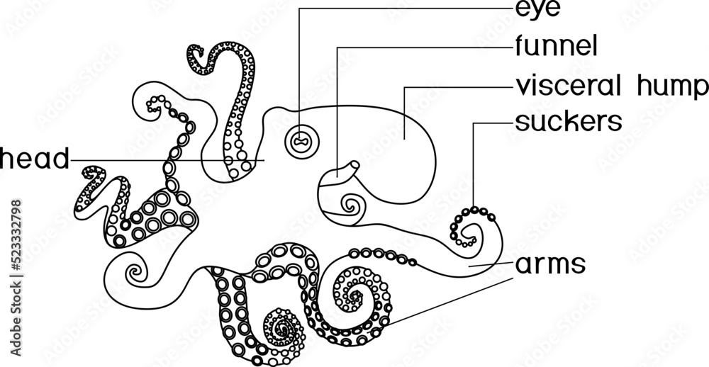 Coloring page with external anatomy of cephalopod mollusc. Structure of ...
