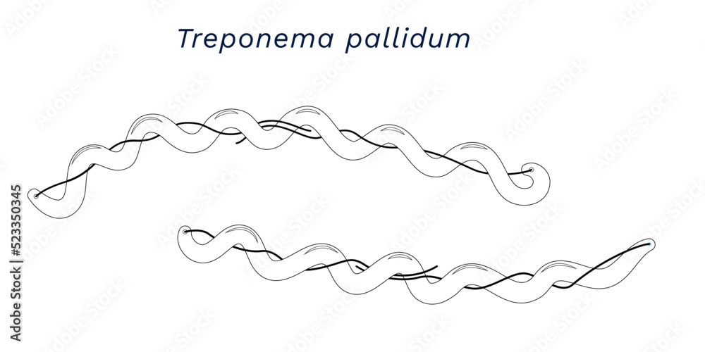 Vetor de Line drawing of Treponema pallidum the pathogen of syphilis ...