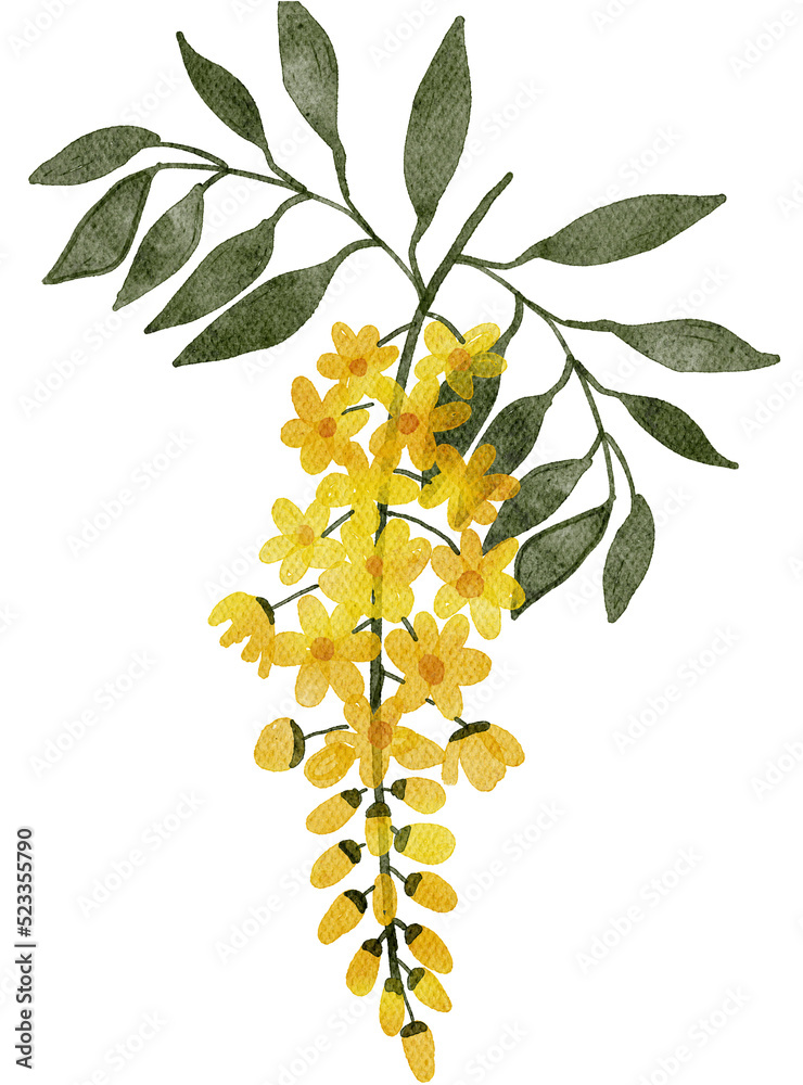 Cassia fistula or golden shower flowers watercolor with transparent background Stock ...