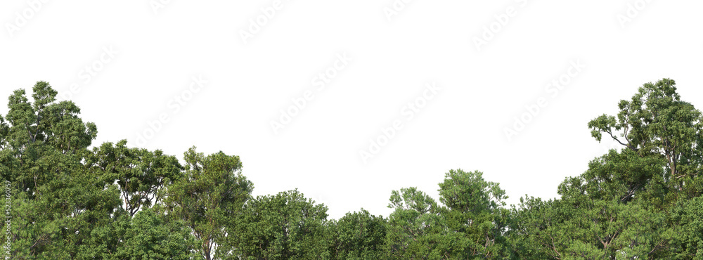 Forest foreground on a transparent background Stock Illustration ...