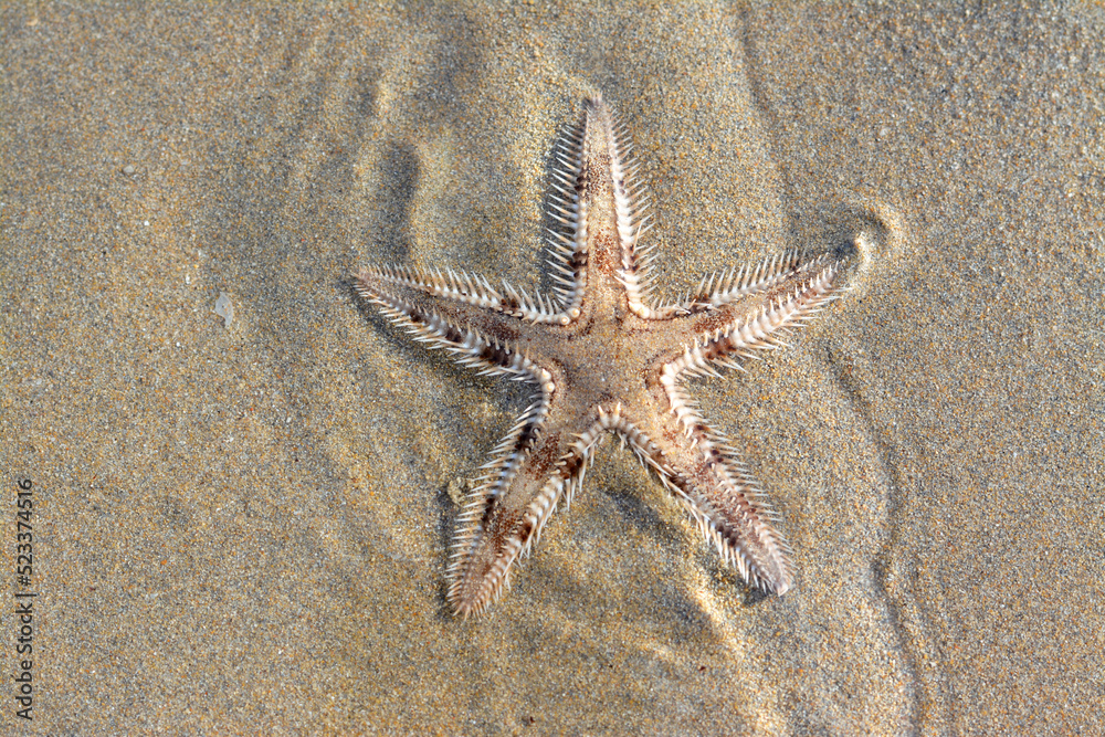 Spiny starfish (Marthasterias glacialis), starfish with a small central ...