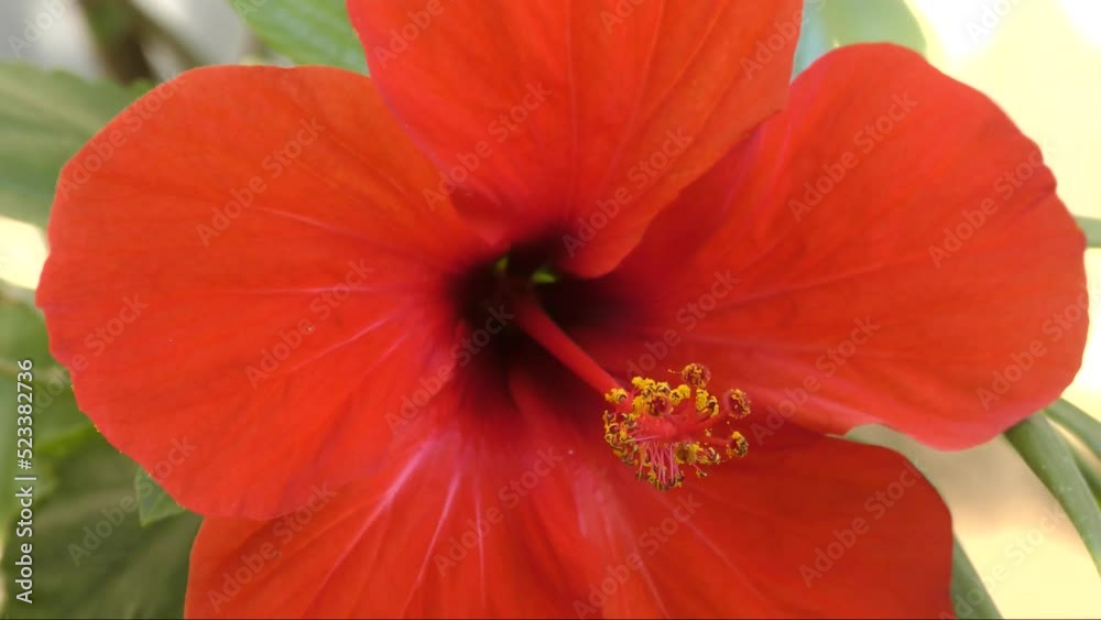 Hibiscus Chinese flower or Chinese rose (Latin. Hibiscus rosa-sinensis ...