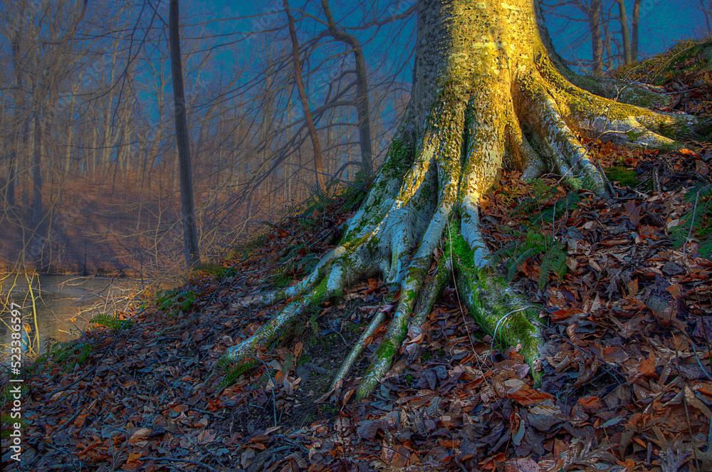 Roots of a Beech Tree General Watkins Conservation Area Benton Missouri ...