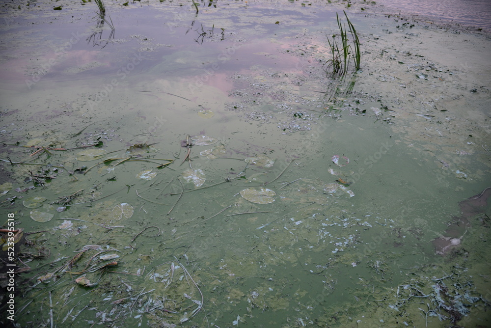 blue green algae, cyanobacteria, on the river, water resources, water ...