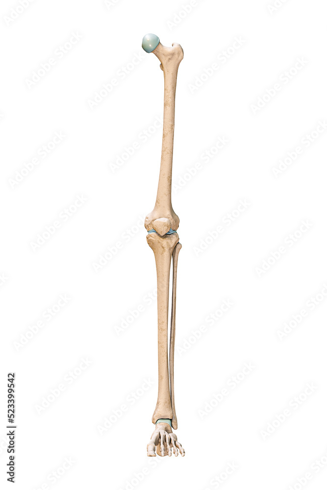 Accurate anterior or front view of the leg or lower limb bones of the ...