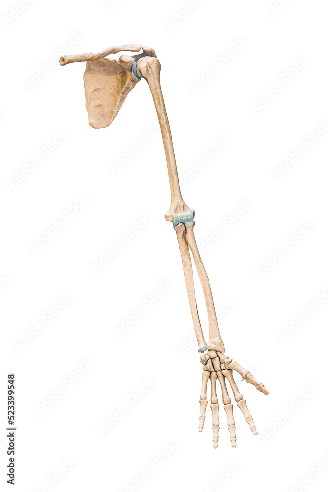 Accurate anterior or front view of the arm or upper limb bones of the ...