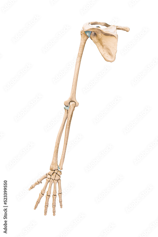 Accurate posterior or rear view of the arm or upper limb bones of the ...