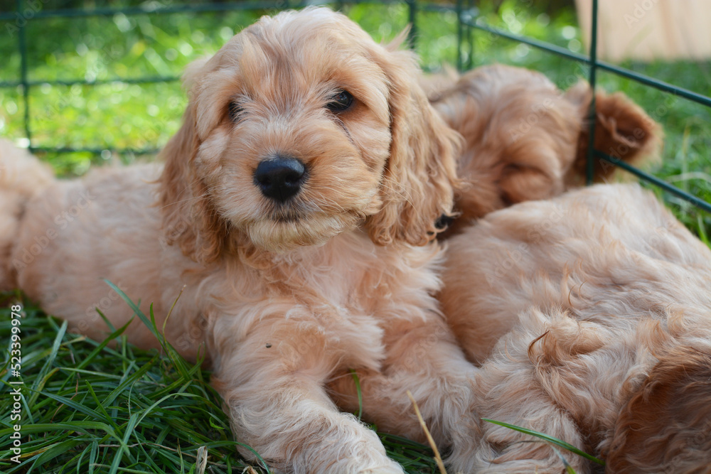 Sleeping happy golden puppy. Happy puppy of a dog. Cockapoo breed ...