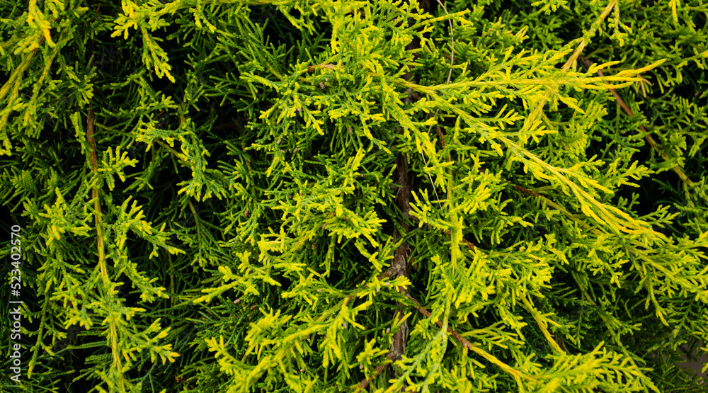 Evergreen background, fresh summer cypress leaves. Green leaves ...
