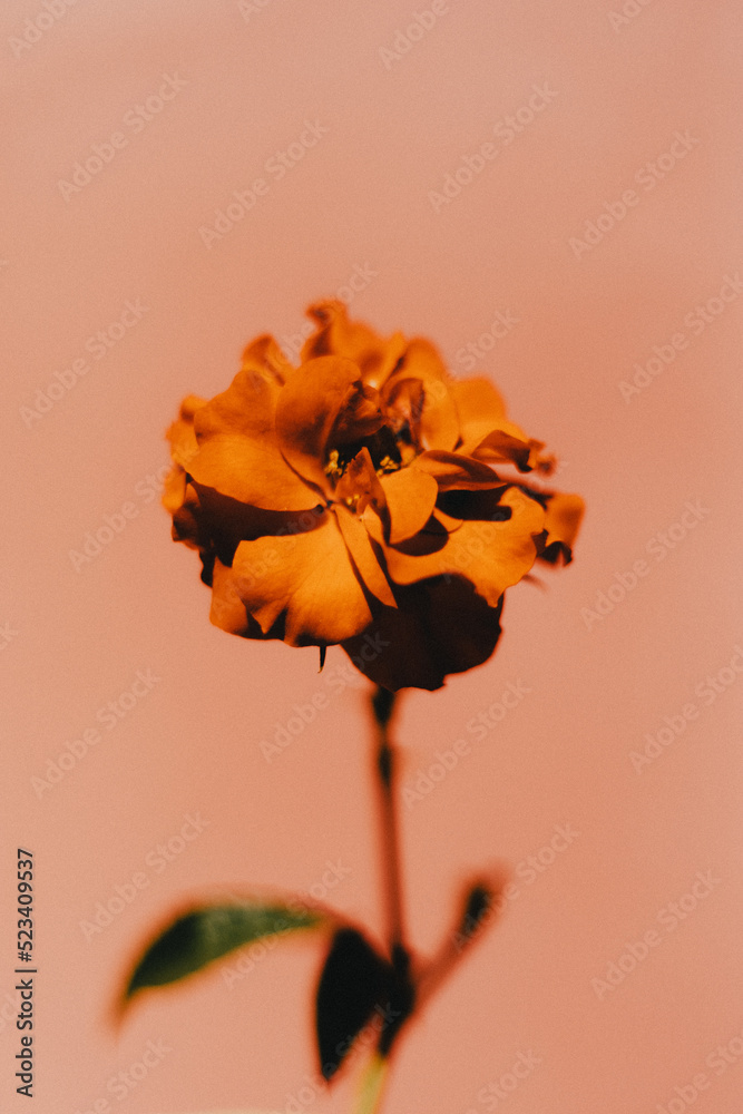 Rosa sobre fondo naranja. Fondo de pantalla. Stock Photo | Adobe Stock