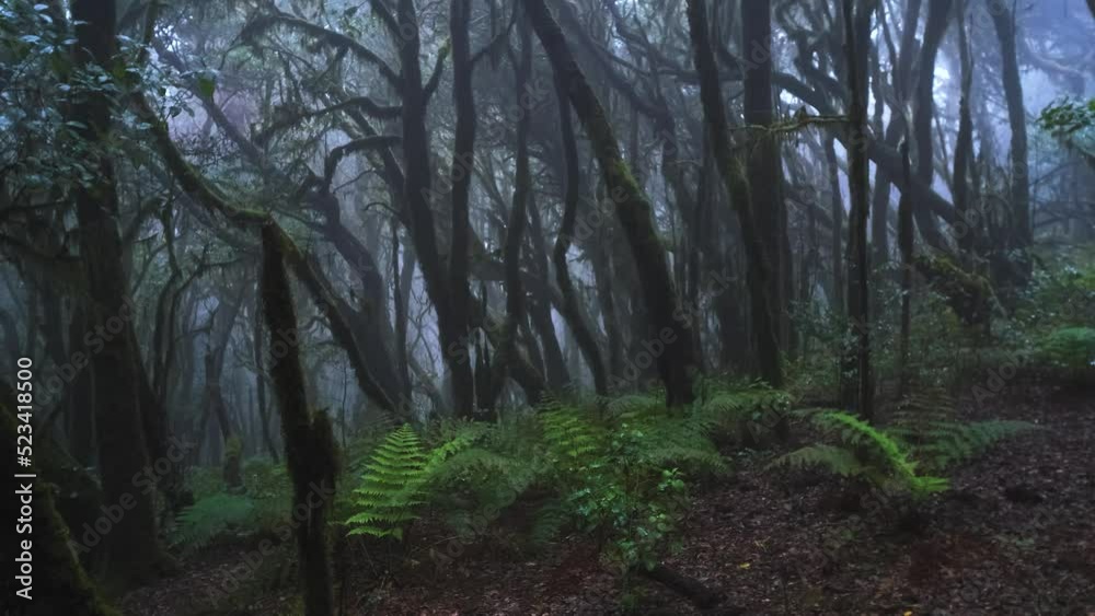 Dramatic landscapes of rainforests on the Canarian island of La Gomera ...