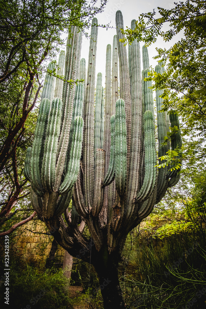 The saguaro cactus (Carnegiea gigantea) giant cactus in the forest ...