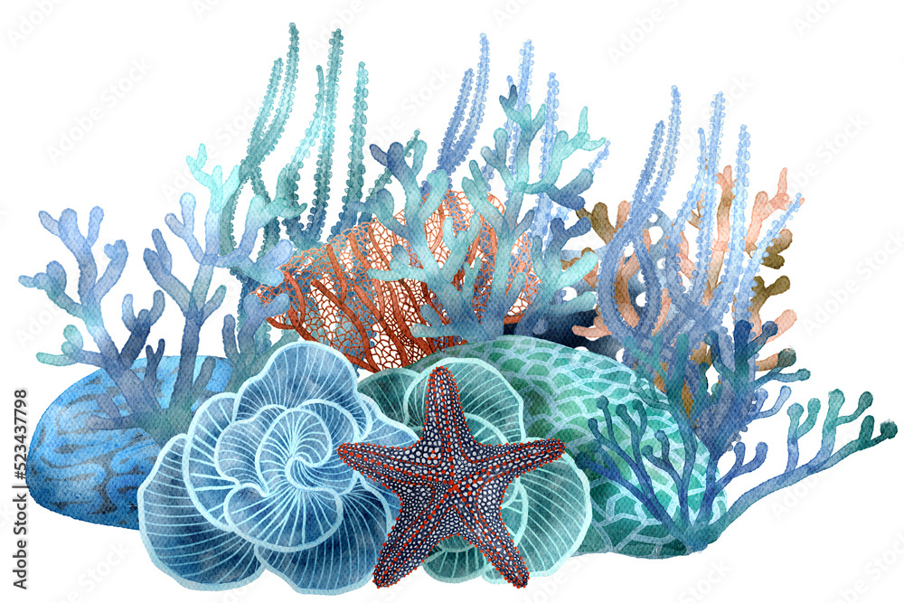 Coral Png