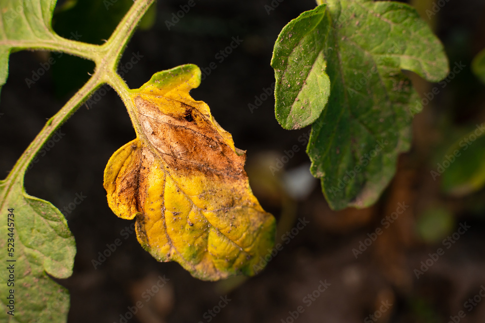 The leaves of a growing tomato are infected with phytophthora close-up ...