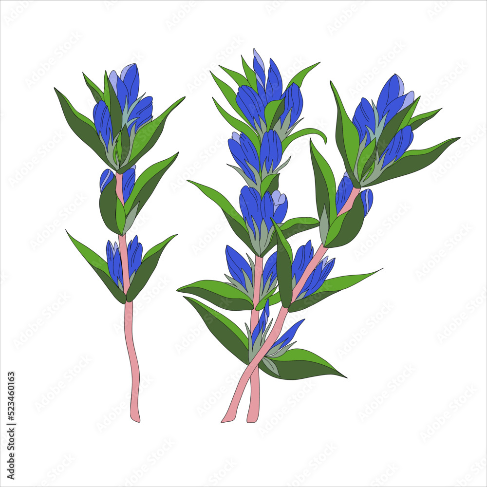 Sprigs of blue gentian. Gentian - birth flower, vector illustration ...