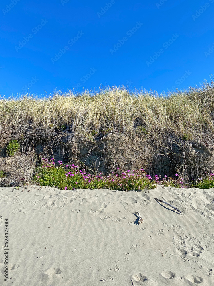 Purple ragwort flowers (Senecio Elegans) grow in the coastal sand dunes ...