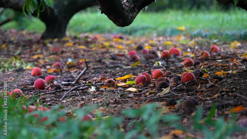 Peach tree droppings in orchard. Hundreds of peaches on the ground ...