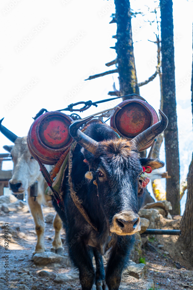 Portrait of yak with heavy load on the trail from Lukla to Namche ...