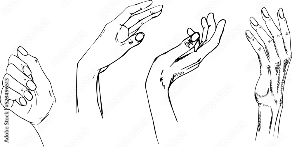 Hand drawn hand positions. Poses. Drawing of a female hand. Sketch ...