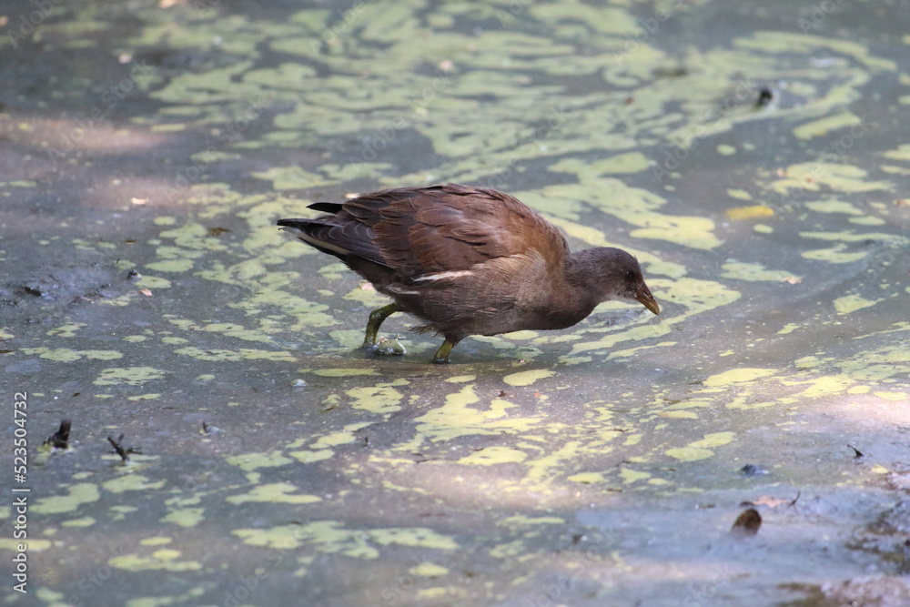 An exceptionally rare and tropical bird located at a Nature Reserve ...