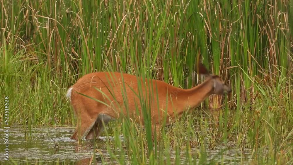 Wild herbivore white-tailed deer, odocoileus virginianus foraging in ...