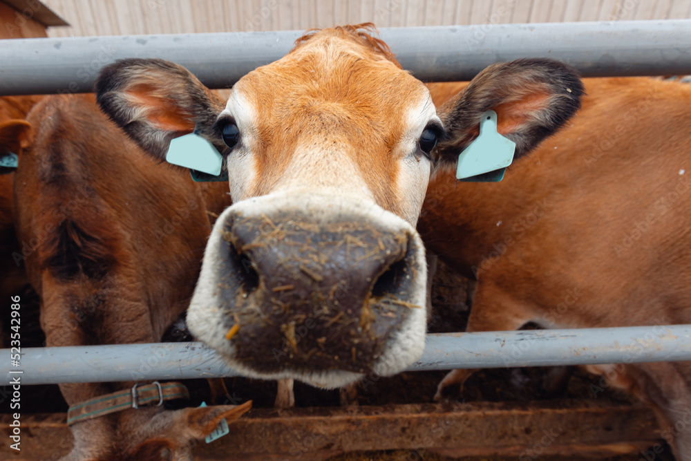 Concept funny pictures of animals. Portrait smile Jersey cow shows ...