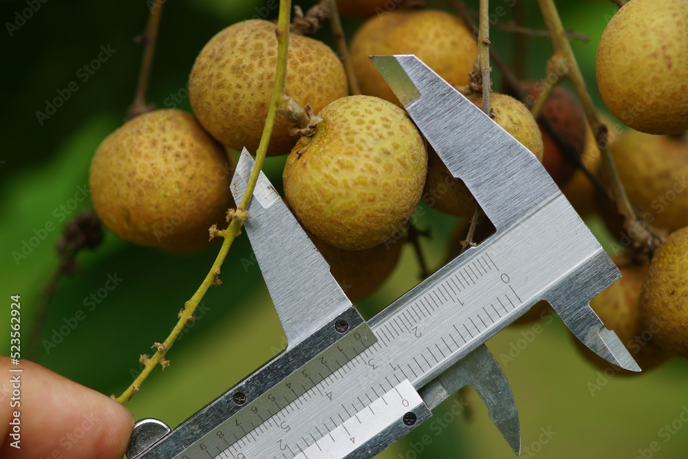 Poster Farmers measured the size of longan fruit using Vernier Calipers ...