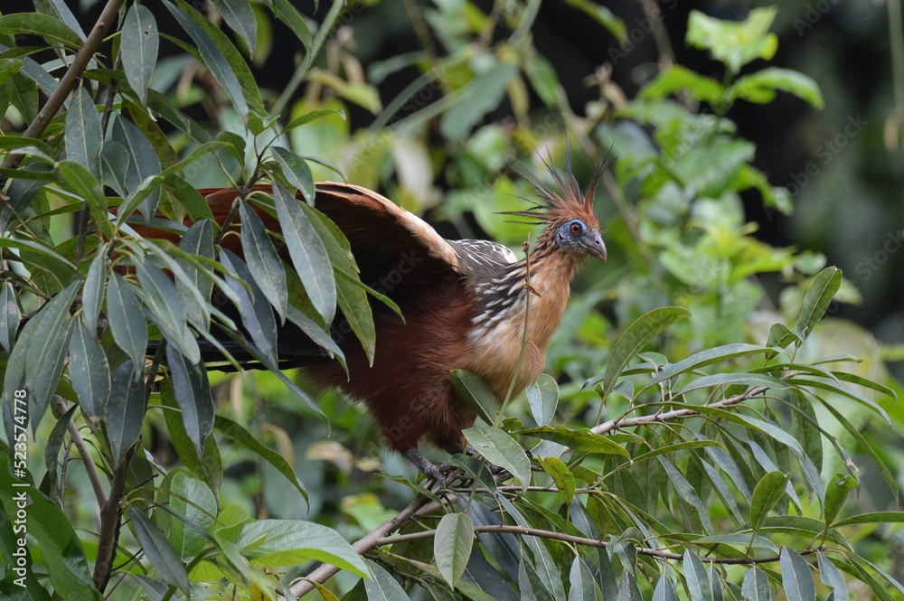 Hoatzin bird (Opisthocomus hoazin) in the Amazon rainforest Stock Photo ...