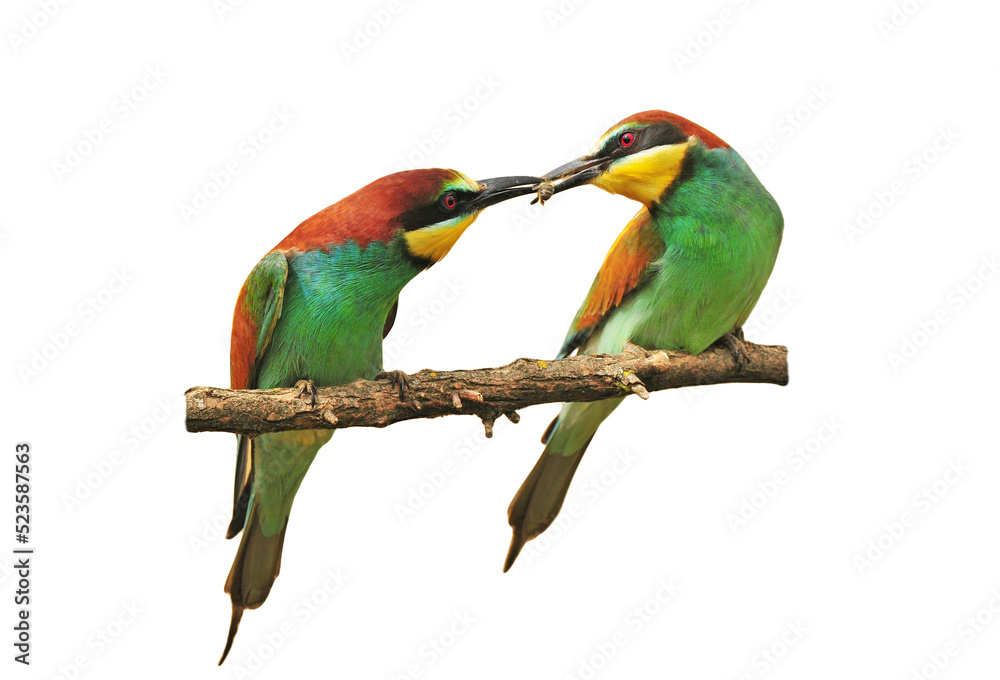 Two bee eaters sharing a bee on transparent background Stock Photo ...