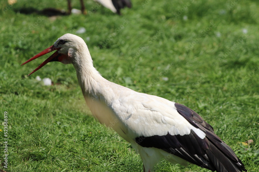 A Southern Stork bird. This beautiful tropical and rare bird was ...