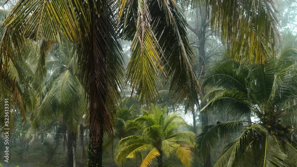 Rainy season in Asian tropical country. Heavy rain with wind in jungle ...