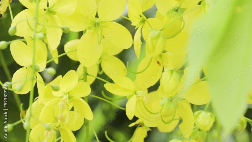 Golden shower hanging in their plant. National flower of Thailand ...