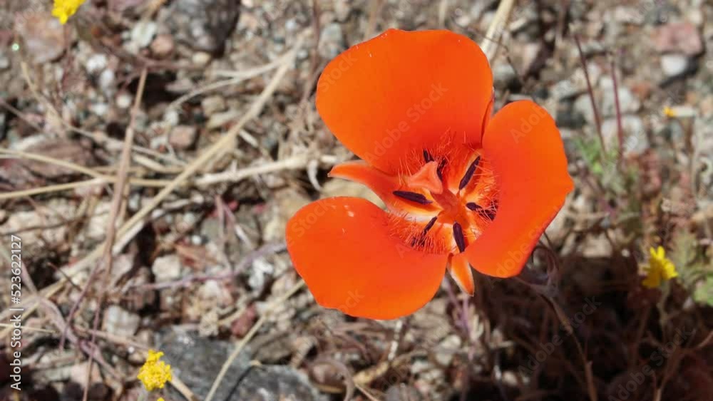 Orange flowering terminal determinate solitary cymose umbel ...