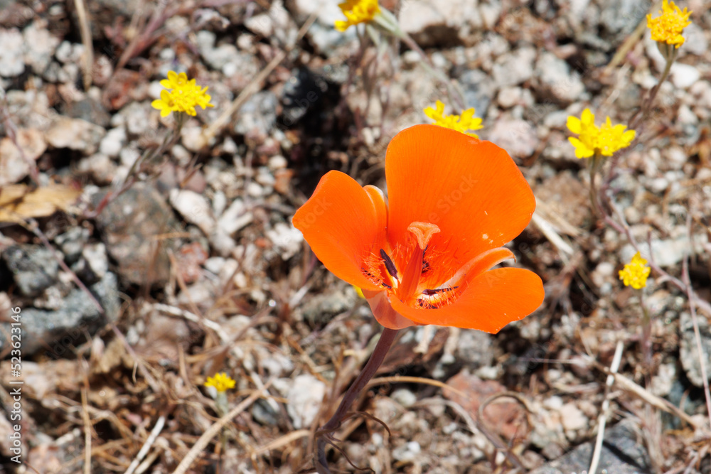 Plagát Orange flowering terminal determinate solitary cymose umbel ...