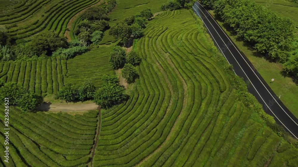 Drone zoom in shot revealing Gorreana Tea Plantation on Sao Miguel in ...