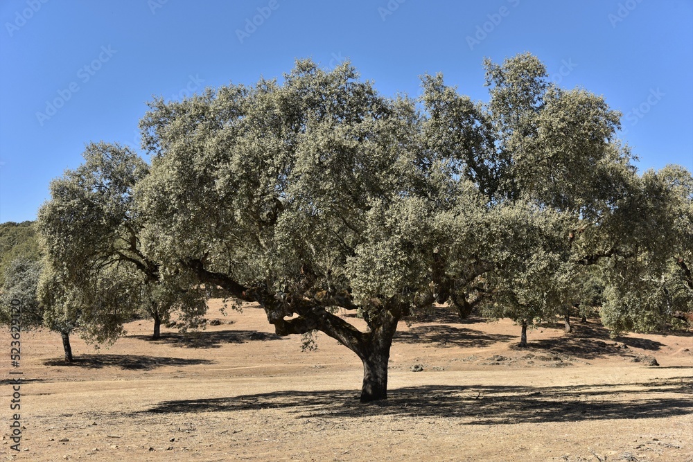 Mighty overhanging old holm oak (Quercus ilex) tree along the Camino ...