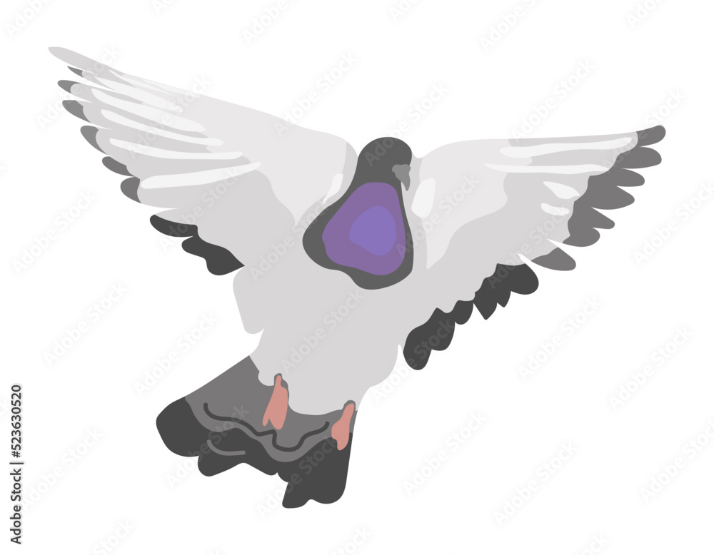 Flying gray dove isolated on white background. Grey bird in front view ...