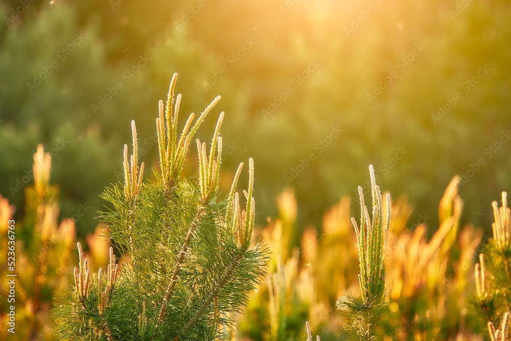 Pinus mugo, known as bog pine, creeping pine, dwarf mountain pine, mugo ...