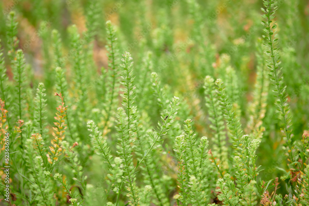 Lepidium ruderale is species of flowering plants in the mustard or ...
