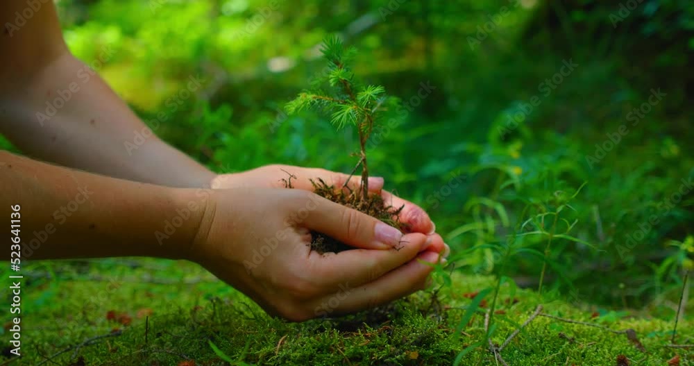 Female hand holding sprout wilde pine tree in nature green forest ...